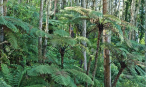 Roselands | Waitomo Resort | Weddings in Waitomo